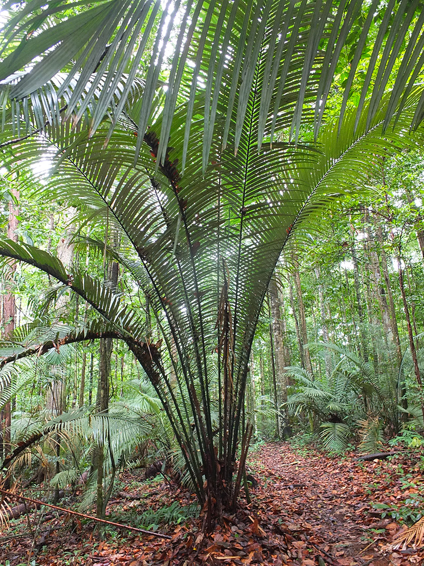La flore | Parc amazonien de Guyane