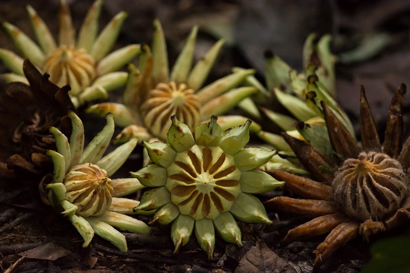 La flore | Parc amazonien de Guyane