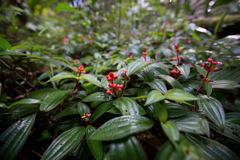 La flore | Parc amazonien de Guyane