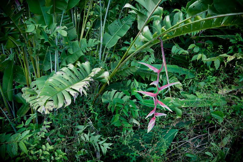 La flore | Parc amazonien de Guyane