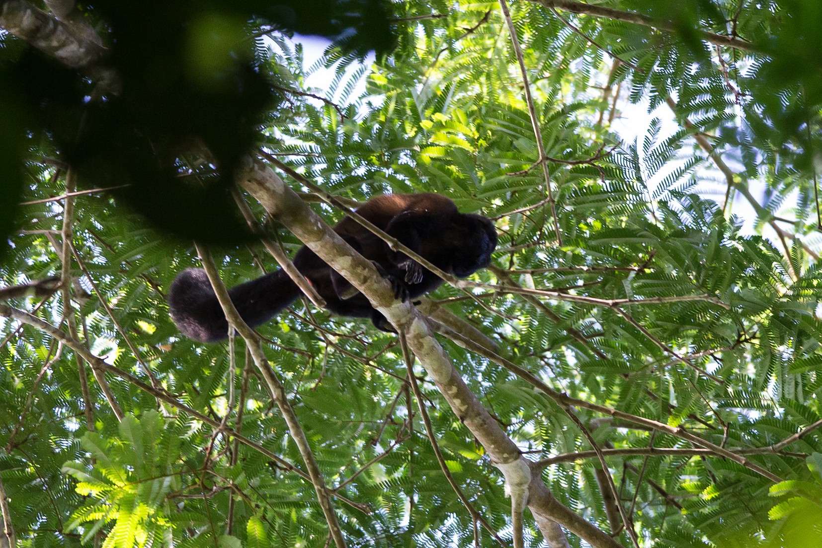 La faune | Parc amazonien de Guyane