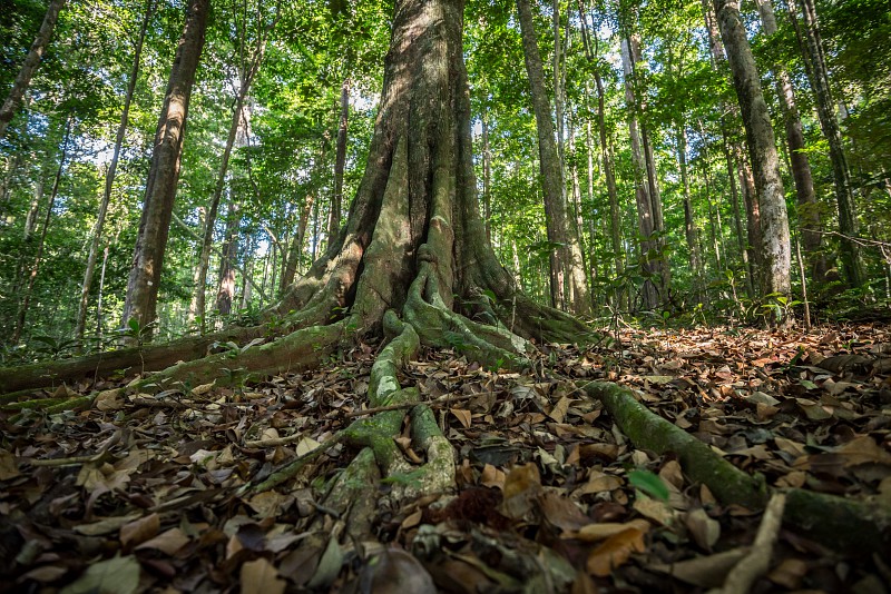 La flore | Parc amazonien de Guyane