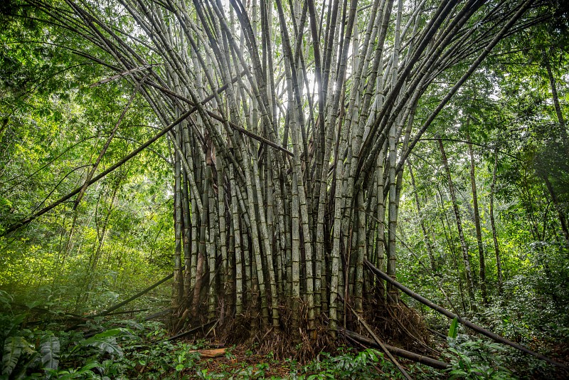 La flore | Parc amazonien de Guyane