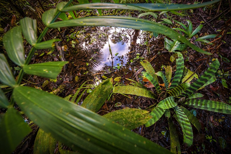 La flore | Parc amazonien de Guyane
