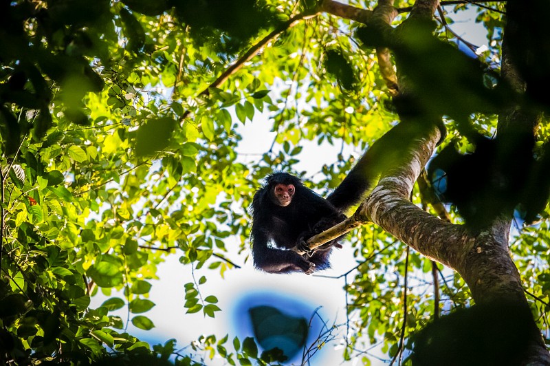 La faune | Parc amazonien de Guyane
