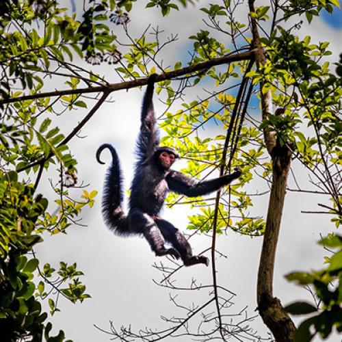 Galeries photo | Parc amazonien de Guyane