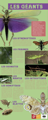 Les insectes de Guyane | Parc amazonien de Guyane
