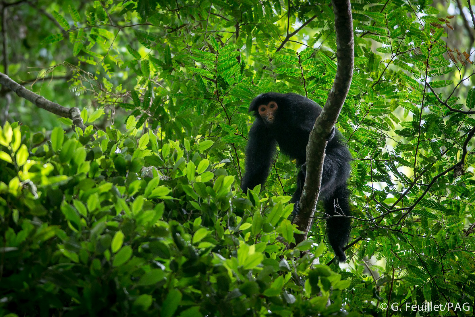 Faune | Parc amazonien de Guyane